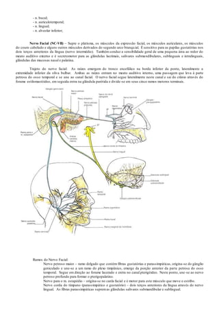 Anatomia da Face Irrigação e Inervação | DOC