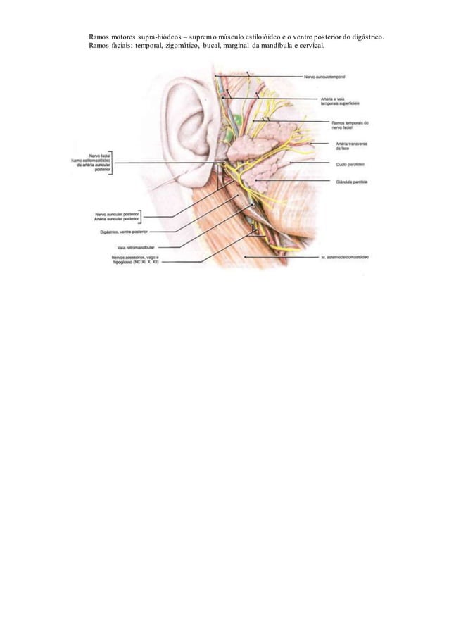 Anatomia da Face Irrigação e Inervação | DOC