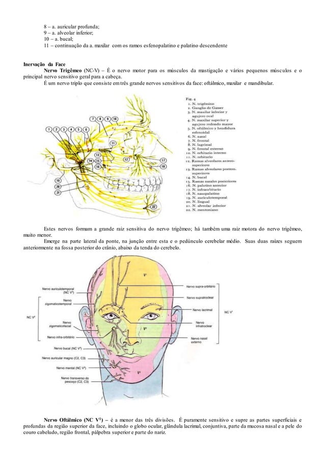 Músculos Da Face: Anatomia, Função E Inervação – FHSKM