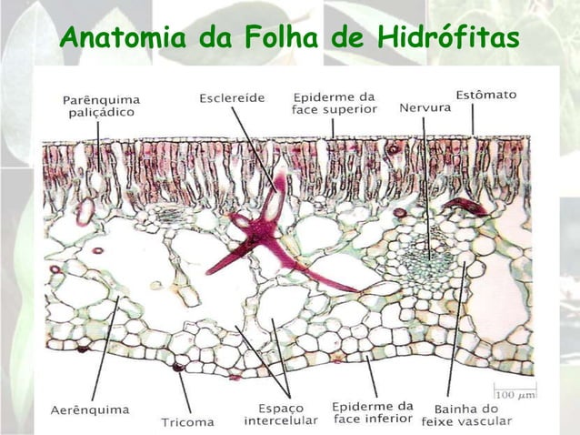 Aula 02- Anatomia foliar, estudo das folhas | PPT