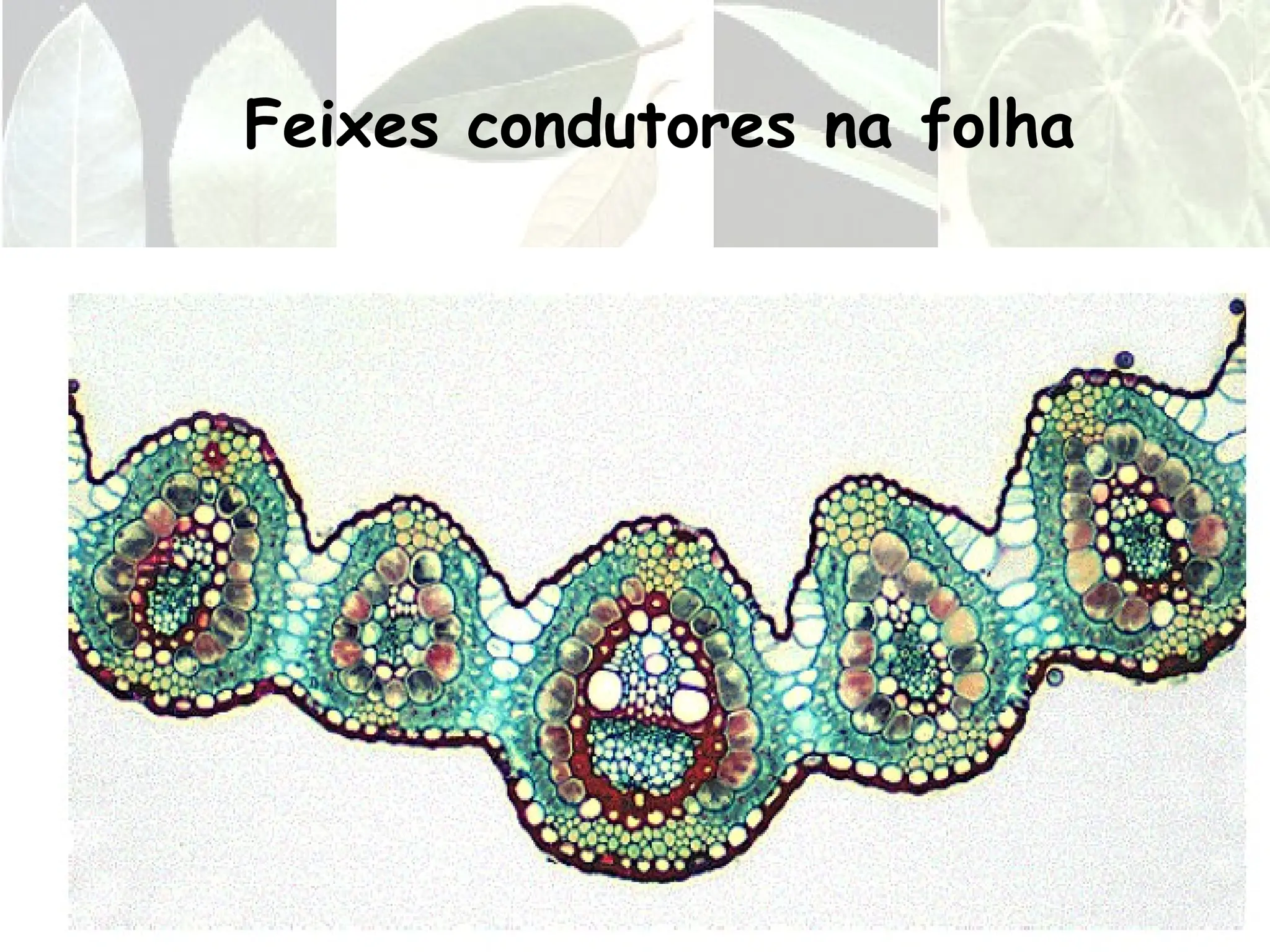 Morfologia da Folha_ características foliares | PPT