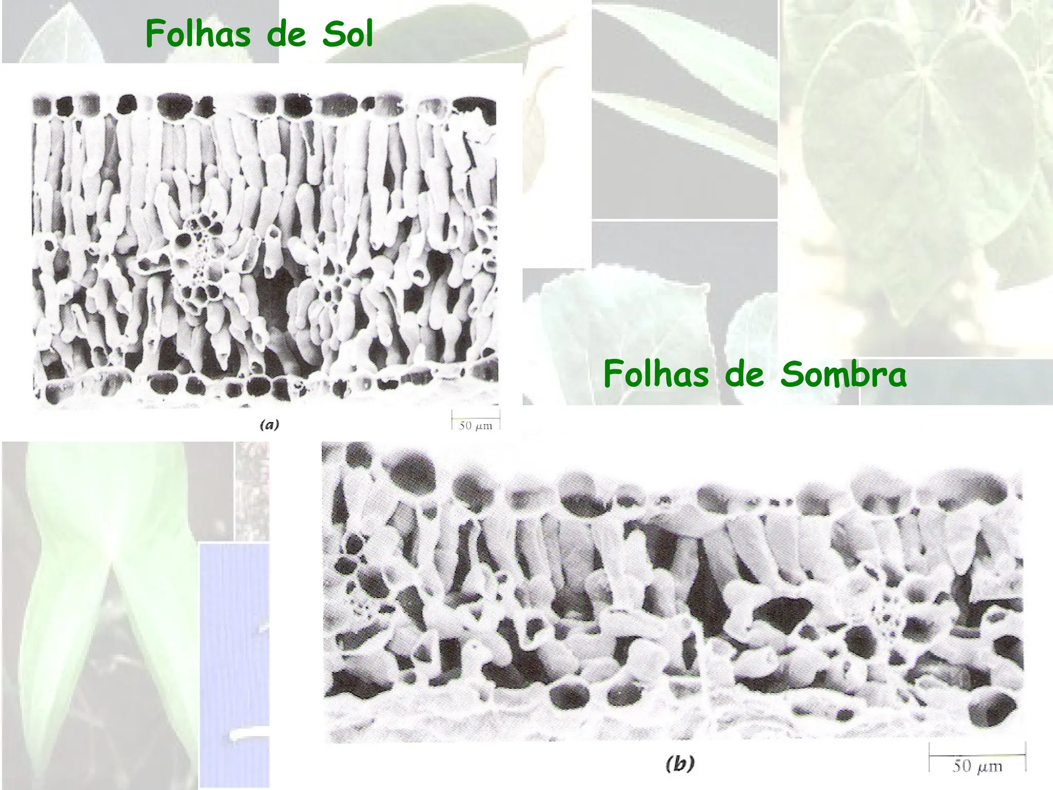 Morfologia da Folha_ características foliares | PPT