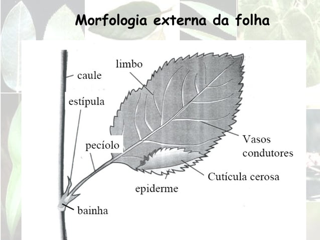 Morfologia da Folha_ características foliares | PPT