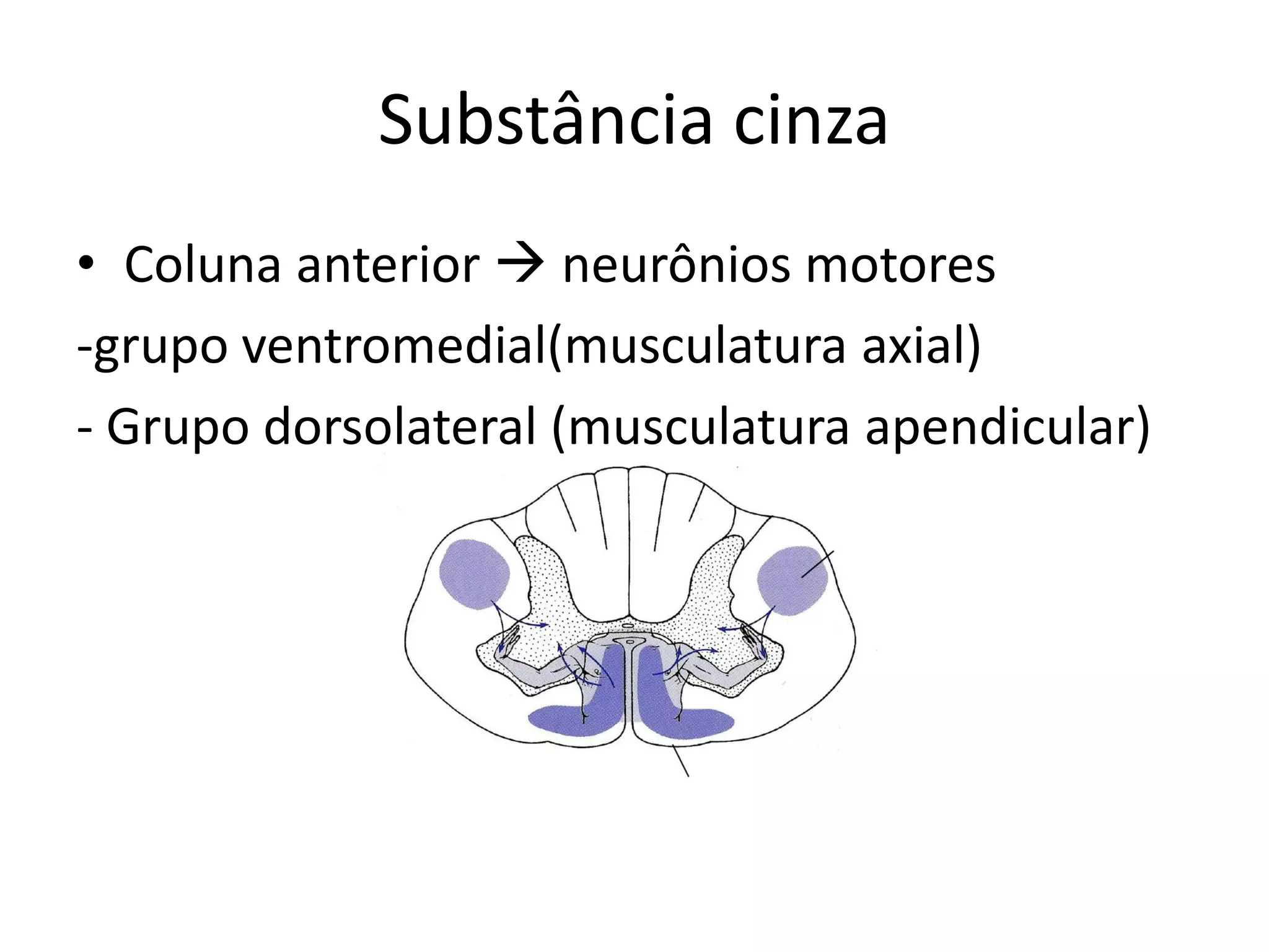 Anatomia da medula | PPT