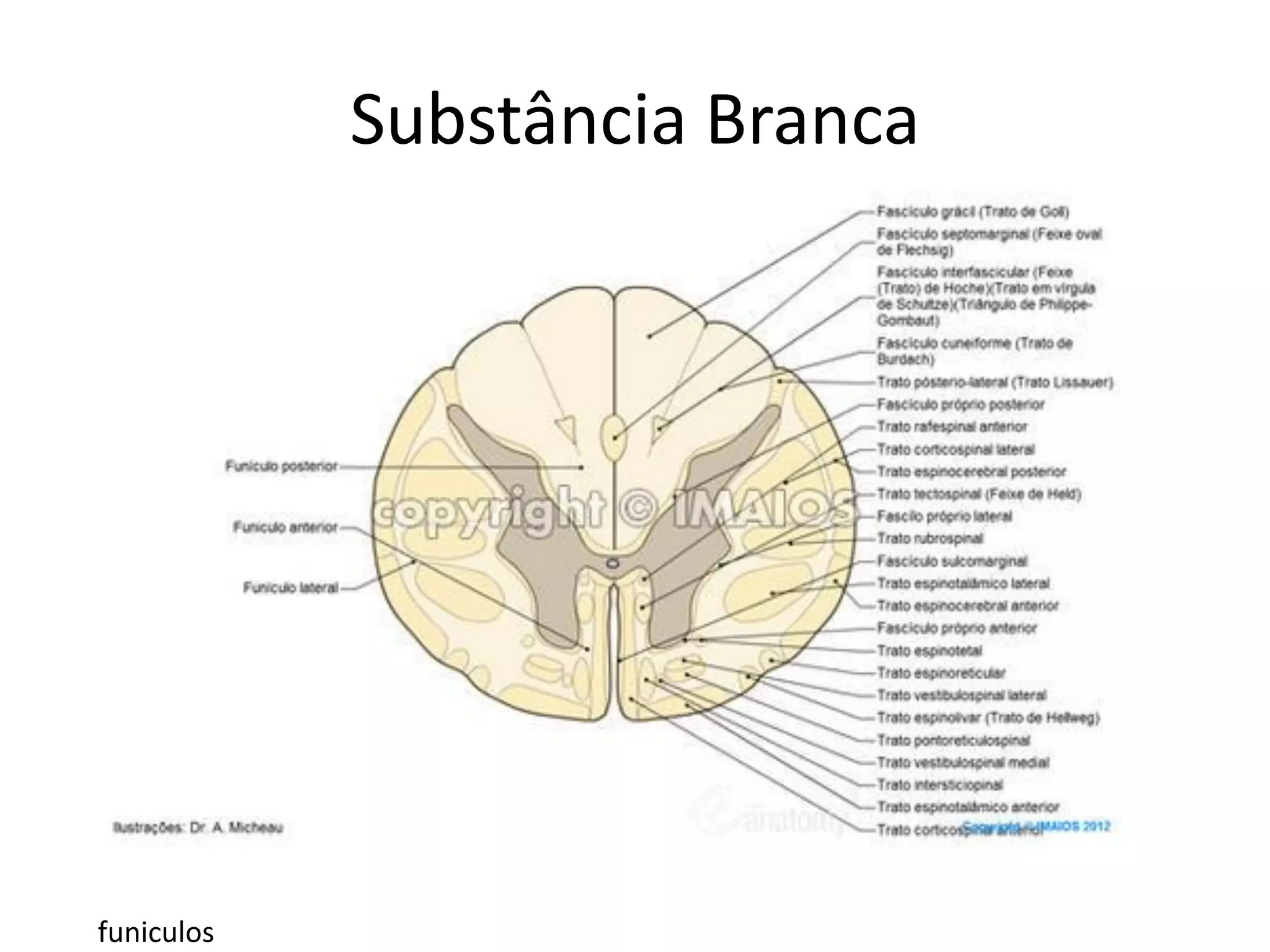 Anatomia da medula | PPT