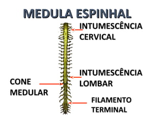 Anatomia da medula espinhal dermatomos e miotomos.ppt