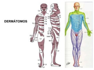 Anatomia da medula espinhal dermatomos e miotomos.ppt