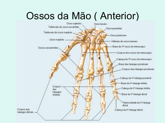 Anatomia da mão