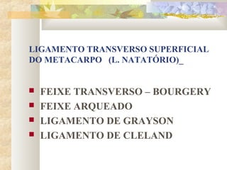 Anatomia da Mão | PPT