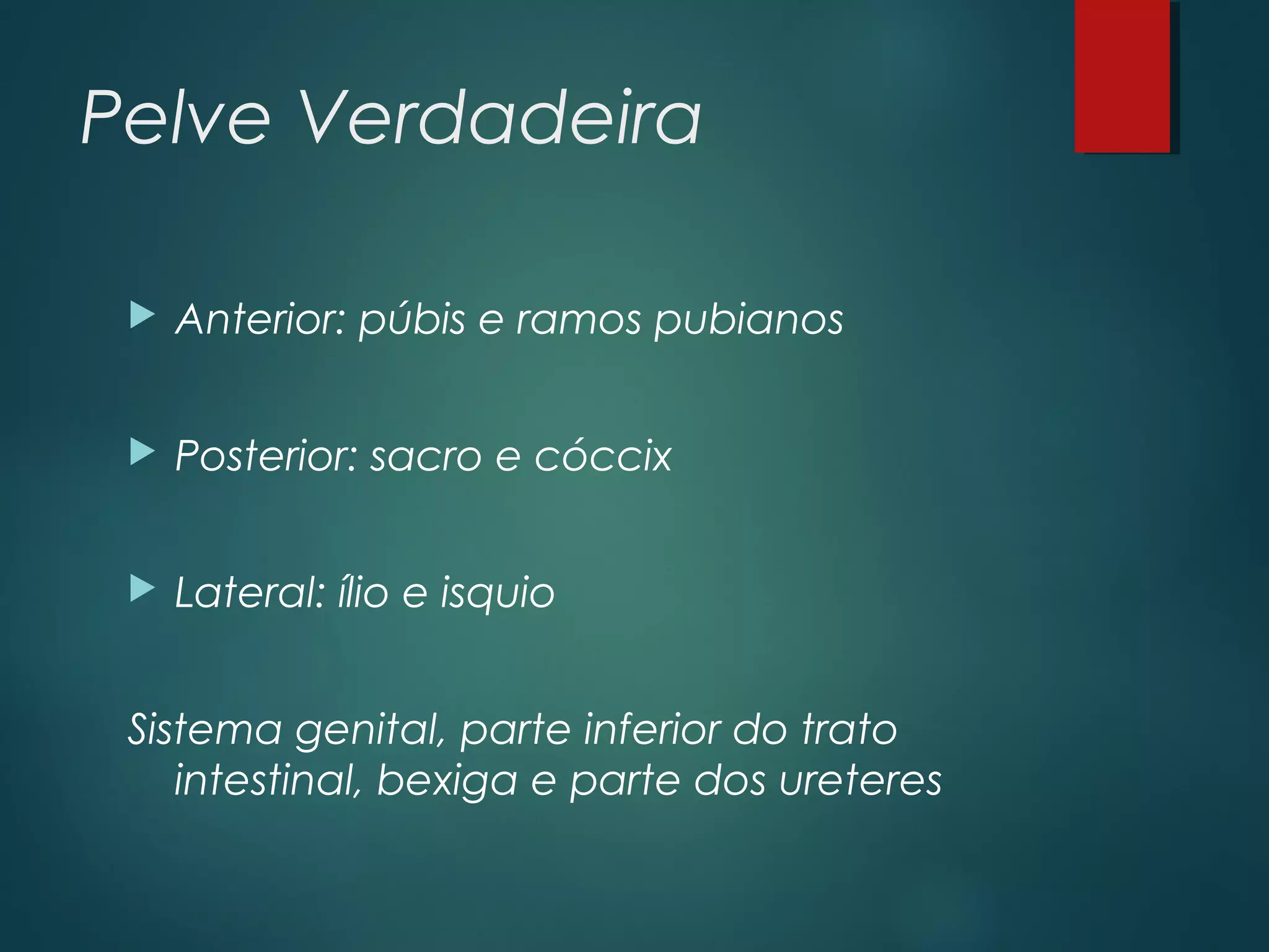 Anatomia da pelve | PPT