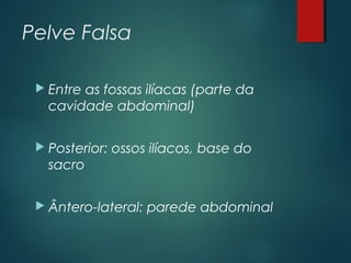 Anatomia da pelve | PPT