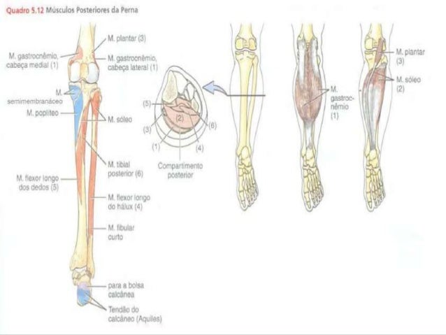 Anatomia da perna e pé