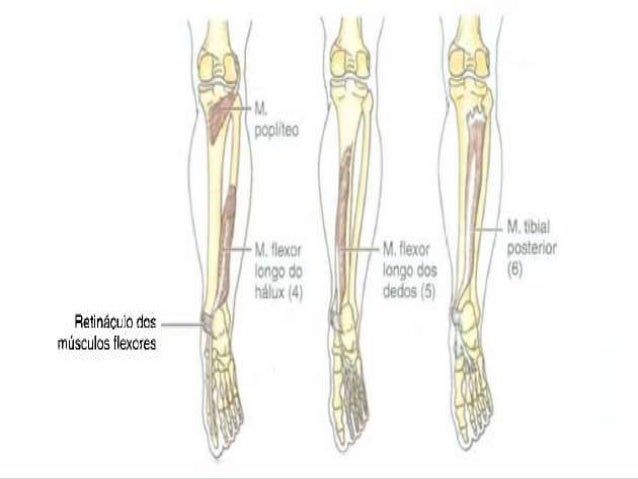 Anatomia da perna e pé