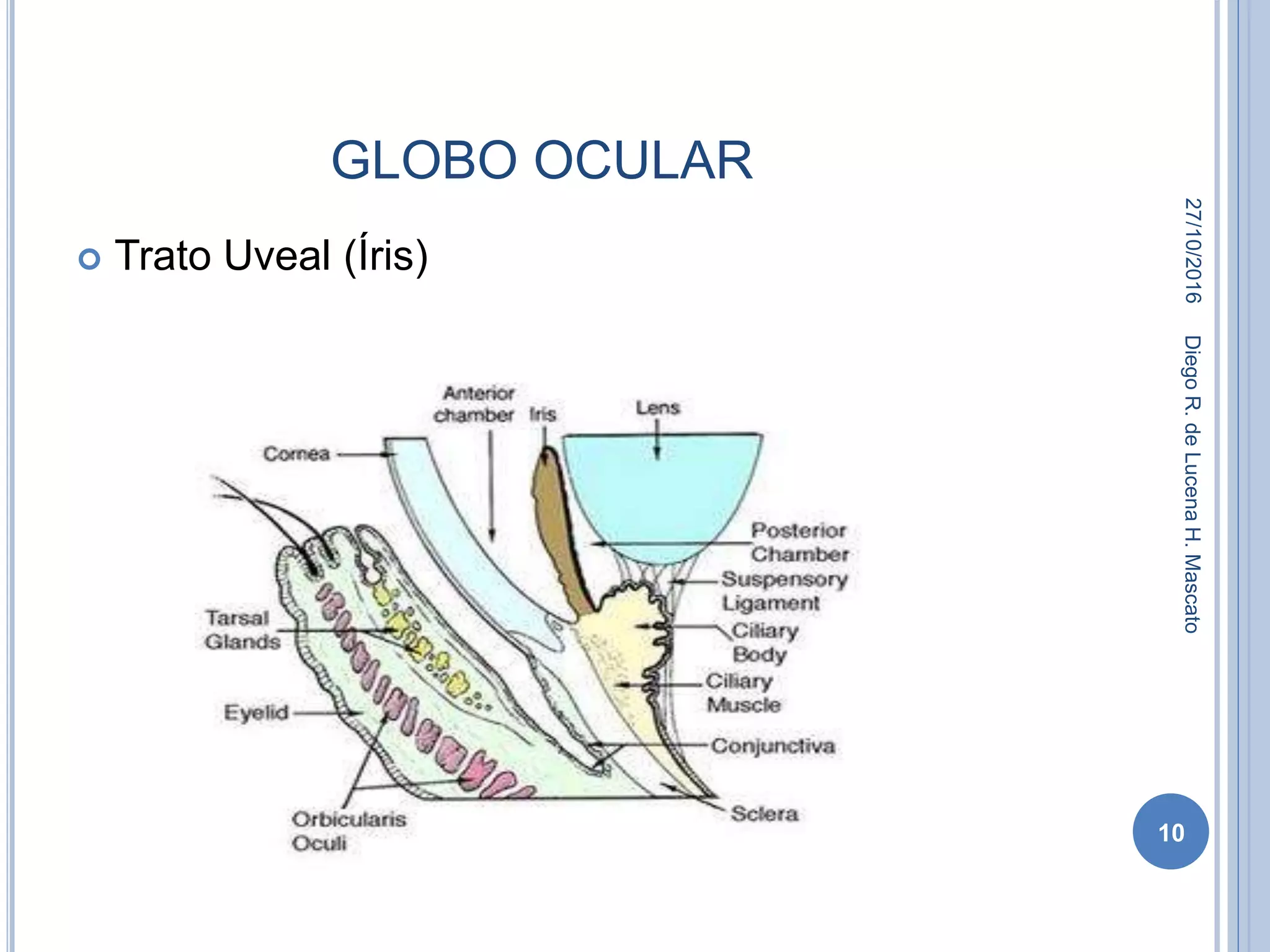 Anatomia da órbita e bulbo ocular | PPTX | Eye and Vision Conditions | Diseases and Conditions