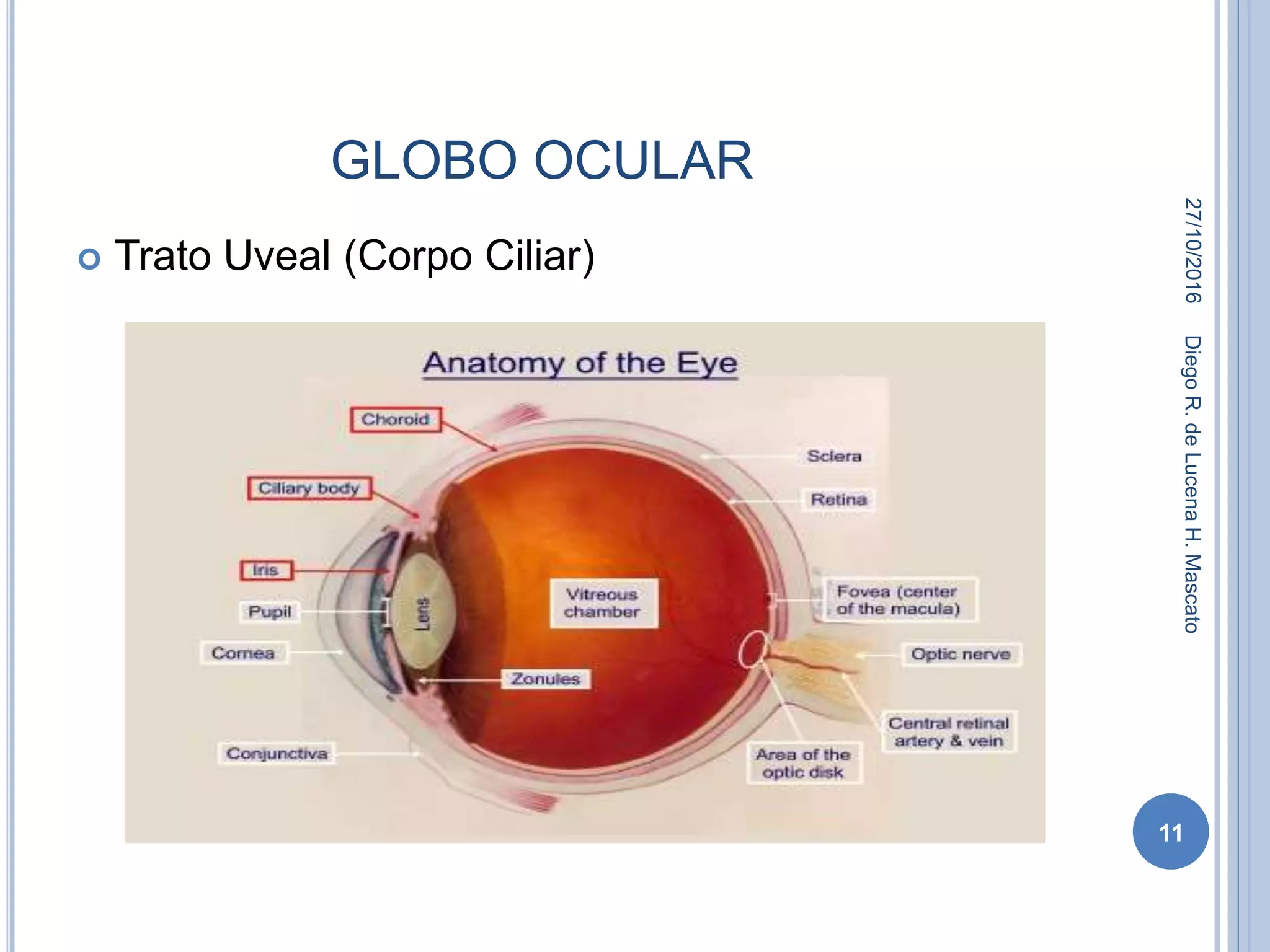 Anatomia da órbita e bulbo ocular | PPTX | Eye and Vision Conditions | Diseases and Conditions