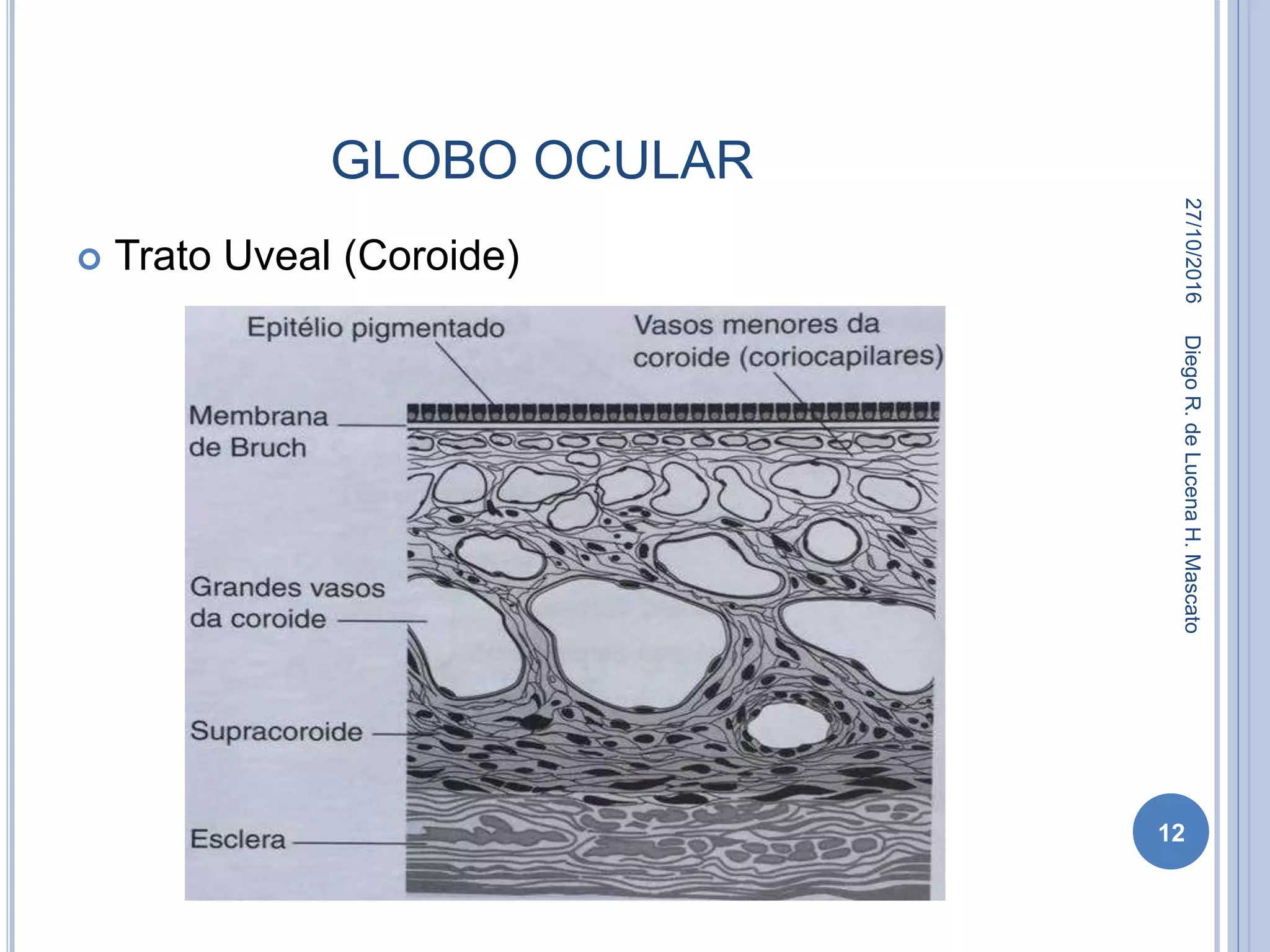 Anatomia da órbita e bulbo ocular | PPTX | Eye and Vision Conditions | Diseases and Conditions
