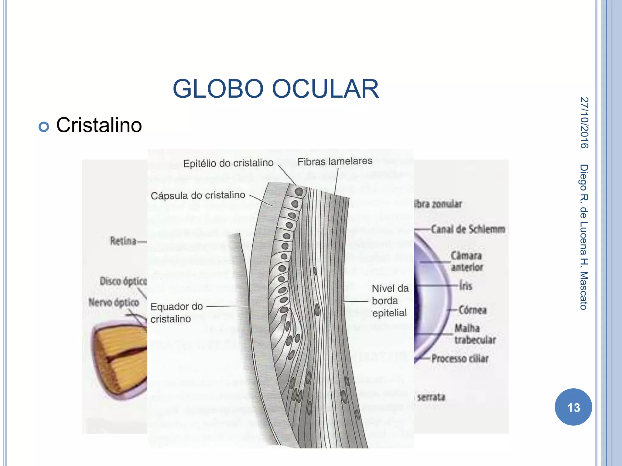 Anatomia da órbita e bulbo ocular | PPTX | Eye and Vision Conditions | Diseases and Conditions