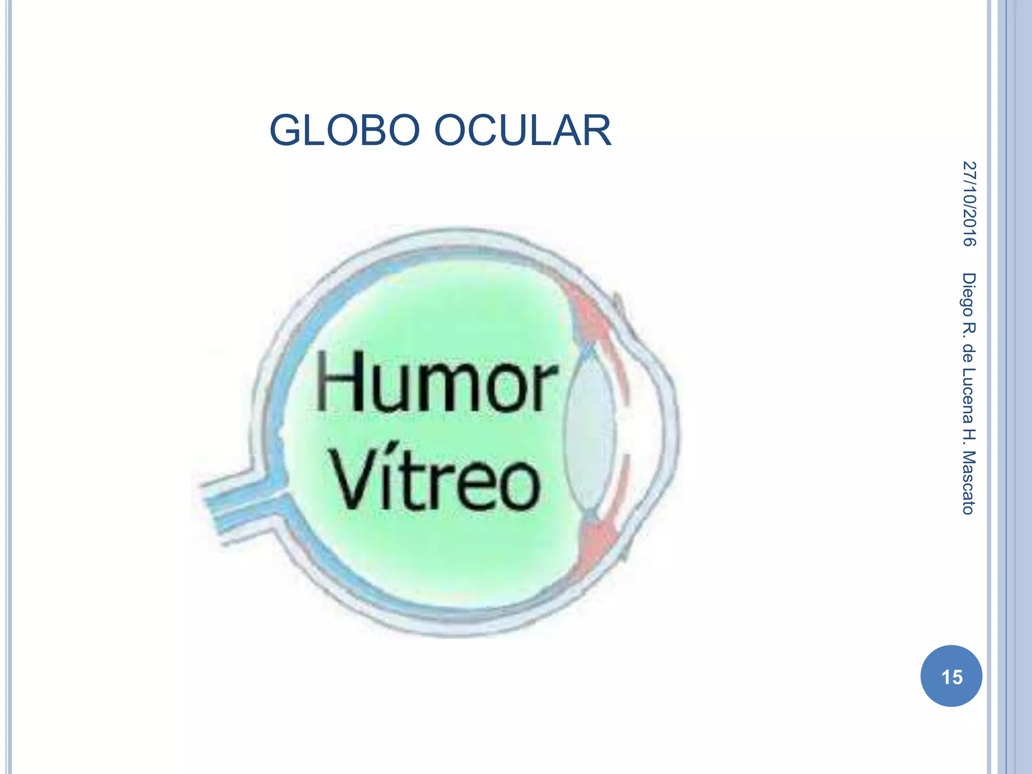 Anatomia da órbita e bulbo ocular | PPTX | Eye and Vision Conditions | Diseases and Conditions