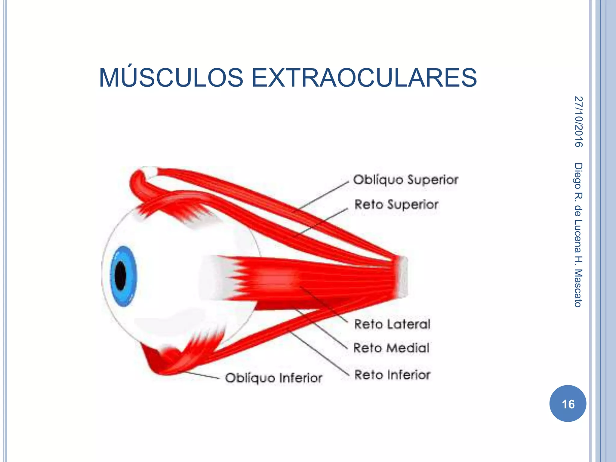 Anatomia da órbita e bulbo ocular | PPTX | Eye and Vision Conditions | Diseases and Conditions