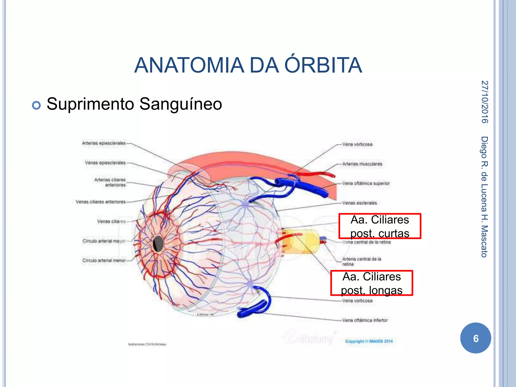 Anatomia da órbita e bulbo ocular | PPTX | Eye and Vision Conditions | Diseases and Conditions