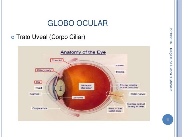 Anatomia da órbita e bulbo ocular