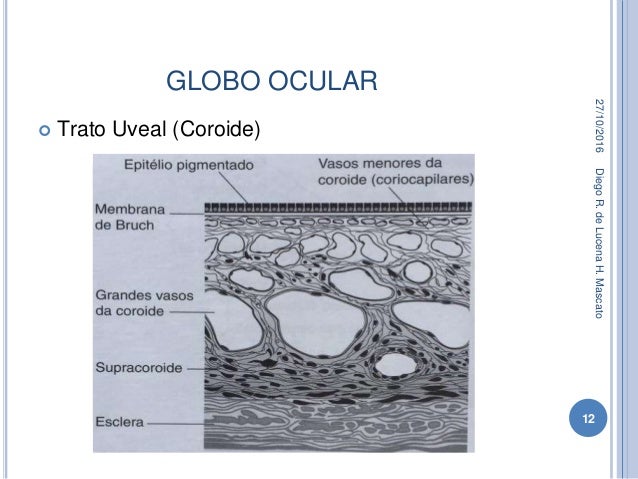 Anatomia da órbita e bulbo ocular
