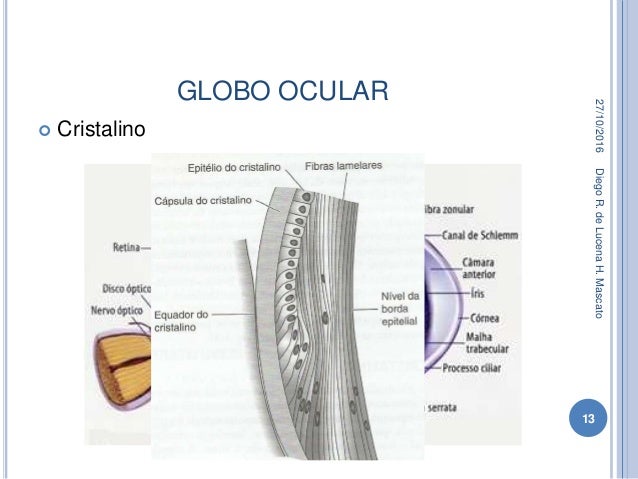 Anatomia da órbita e bulbo ocular