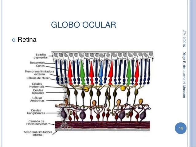 Anatomia da órbita e bulbo ocular
