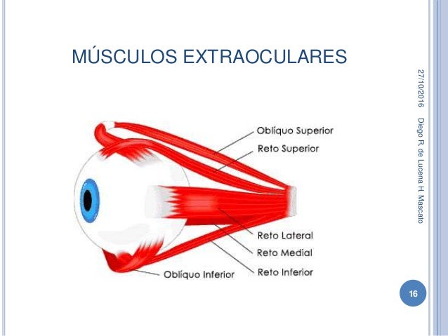 Anatomia da órbita e bulbo ocular