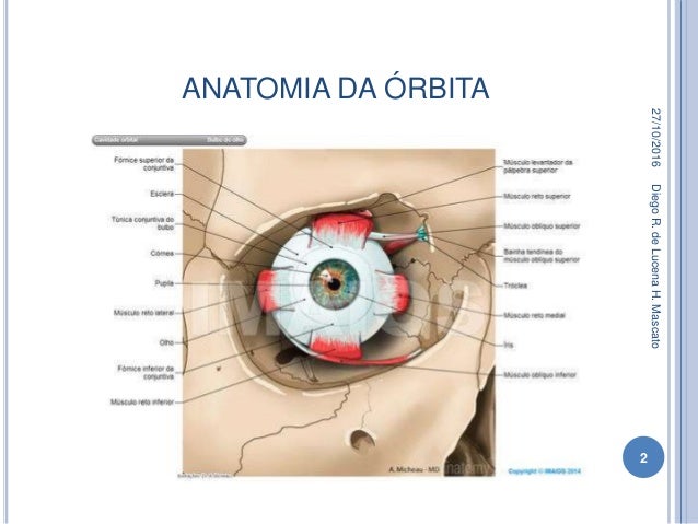 Anatomia da órbita e bulbo ocular