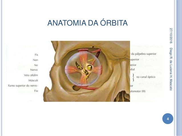 Anatomia da órbita e bulbo ocular