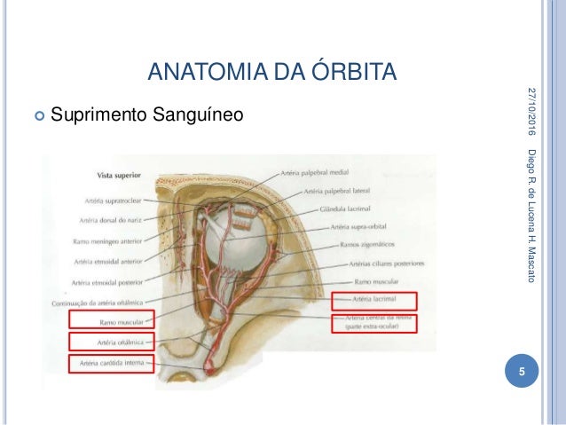 Anatomia da órbita e bulbo ocular