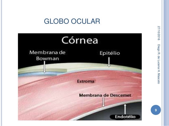 Anatomia da órbita e bulbo ocular