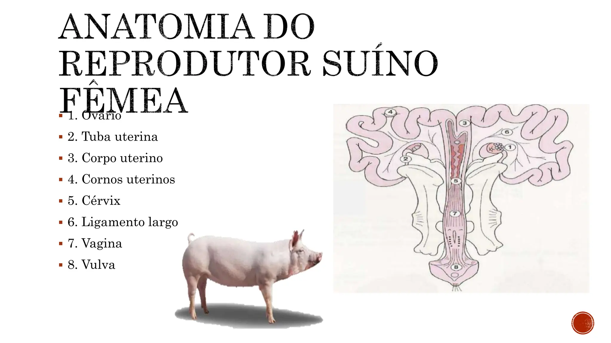 Anatomia_da_reproducao_de_suinos.pptx
