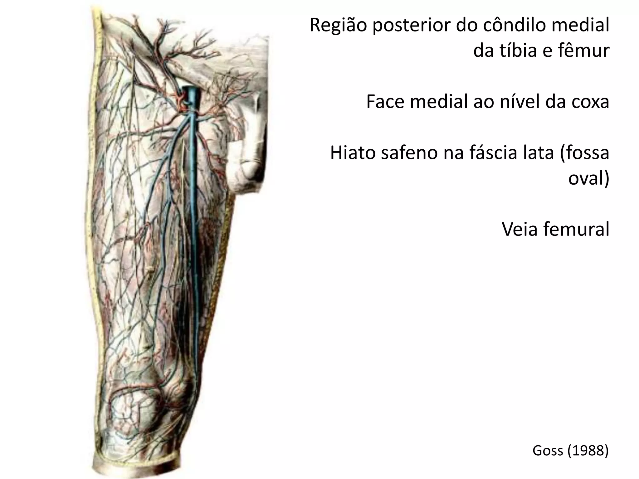 Anatomia da veia safena magna | PPTX