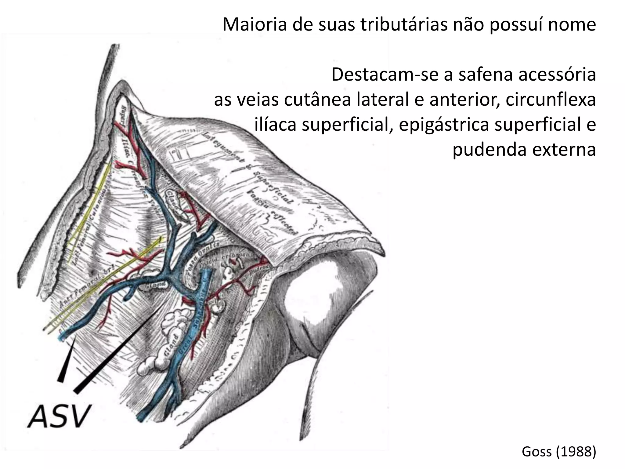 Anatomia da veia safena magna | PPTX