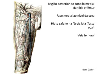 Anatomia da veia safena magna | PPT
