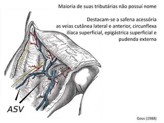 Anatomia da veia safena magna | PPTX
