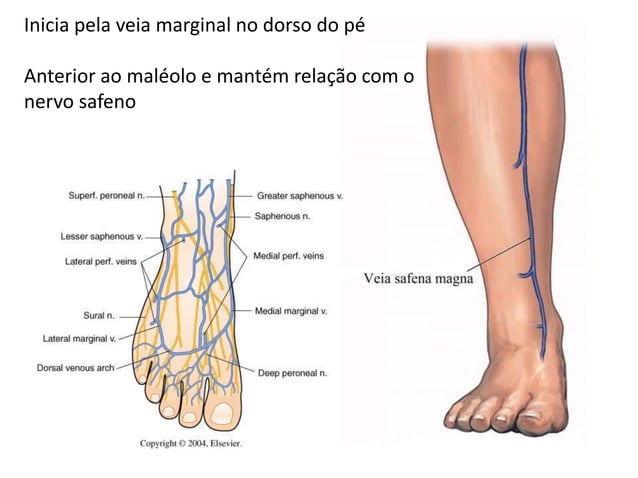 Anatomia da veia safena magna