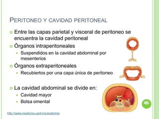 Anatomia de abdomen y aparato reproductor femenino | PPTX