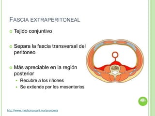 Anatomia de abdomen y aparato reproductor femenino | PPTX