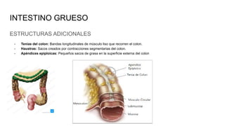 ANATOMIA DE ABDOMEN Y PELVIS PARA ESTUDIANTE | PDF
