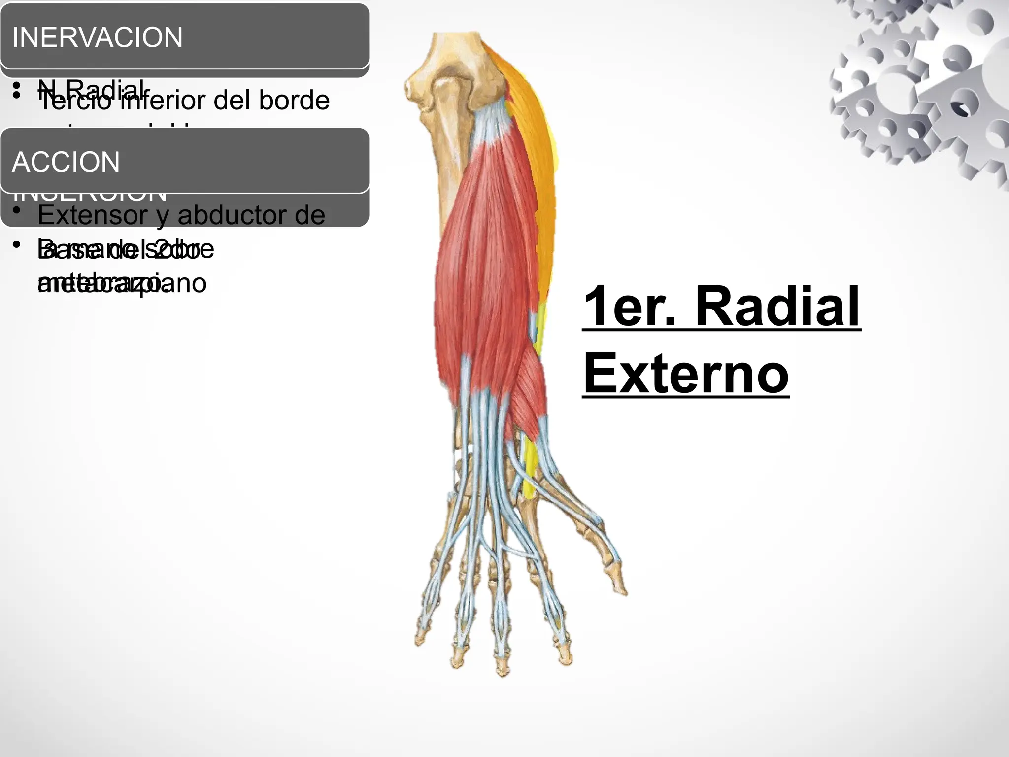 Anatomia de antebrazo, musculos, articulaciones | PPTX