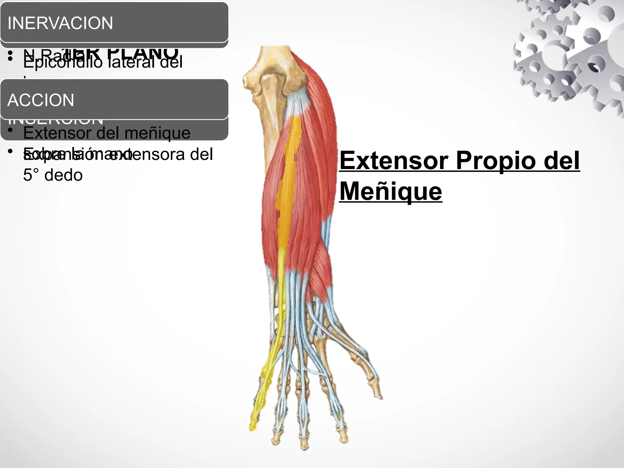 Anatomia de antebrazo, musculos, articulaciones | PPTX