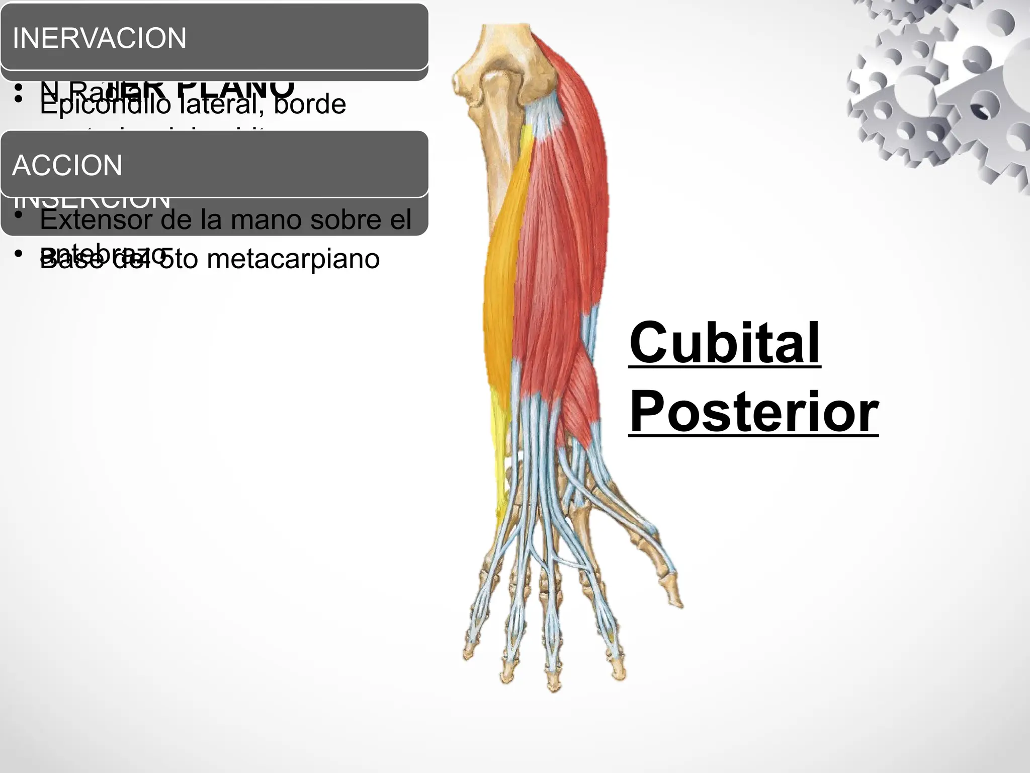 Anatomia de antebrazo, musculos, articulaciones | PPTX