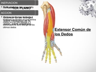 Anatomia de antebrazo, musculos, articulaciones | PPTX
