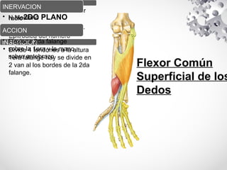 Anatomia de antebrazo, musculos, articulaciones | PPTX