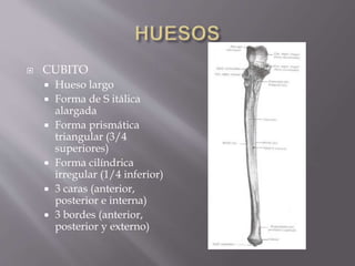 Anatomia de antebrazo (2) | PPTX