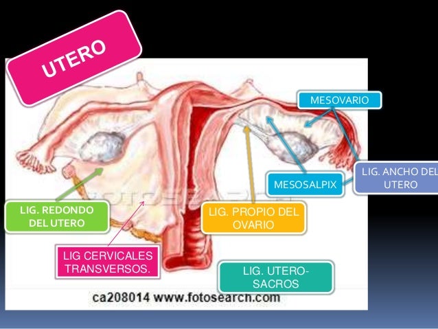 Anatomia de aparato femenino