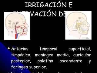 Anatomia de atm | PPT